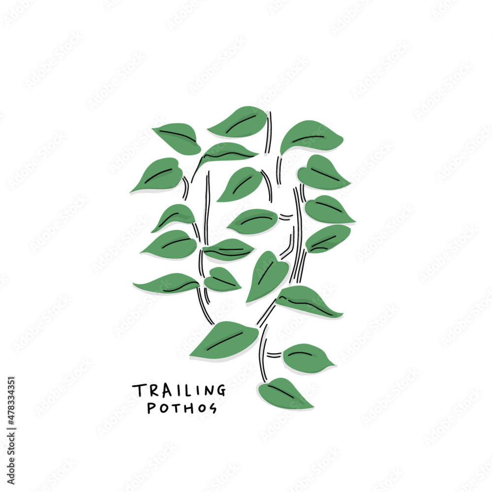 House plants. Indoor plants with purifying air and easy care. Hand ...