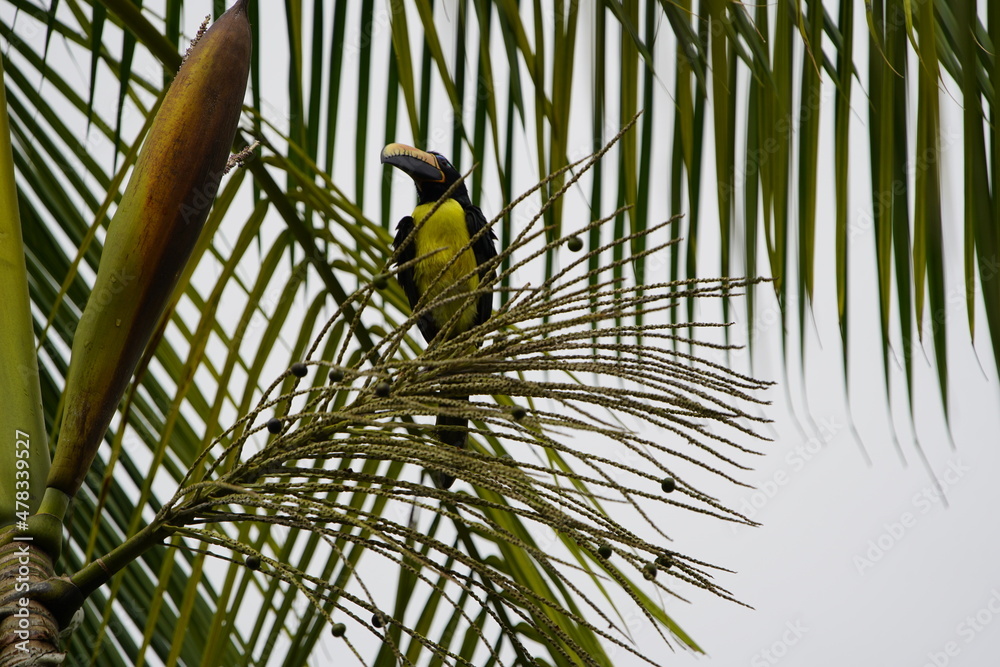 Lettered aracari (Pteroglossus inscriptus) Ramphastidae family ...