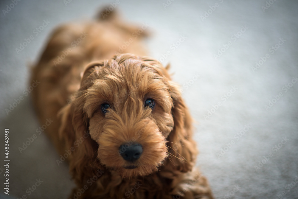 Cockapoo Stock Photo | Adobe Stock