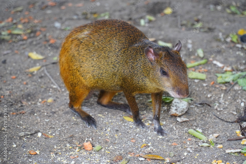 Brown Agouti (Dasyprocta punctata) wild animals that have settled in a ...