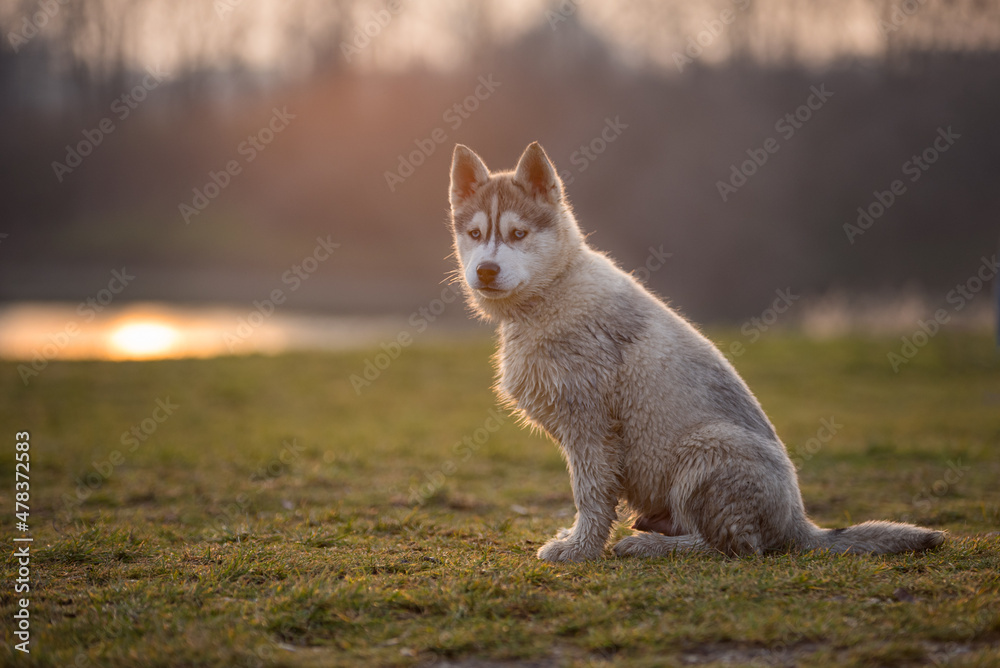 Gray Husky Puppy Green Eyes