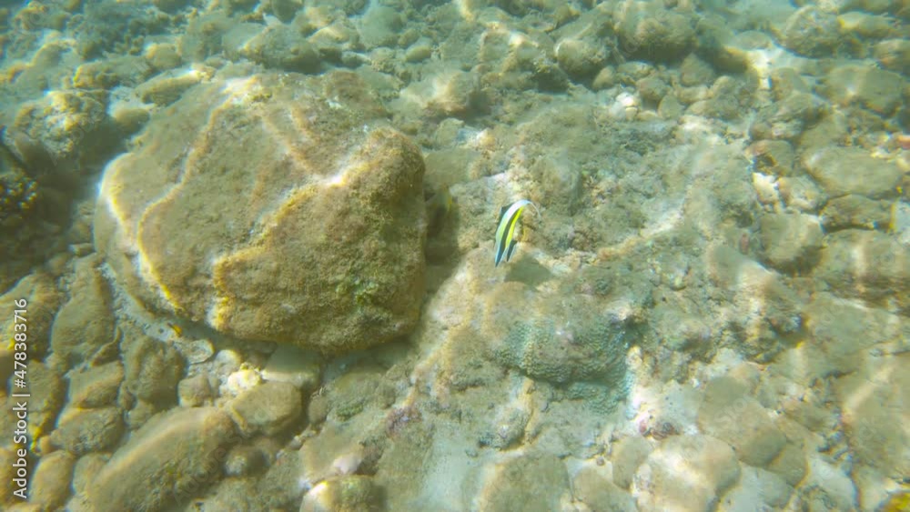 Colorful exotic tropical fish in the ocean swimming, moving by the ...