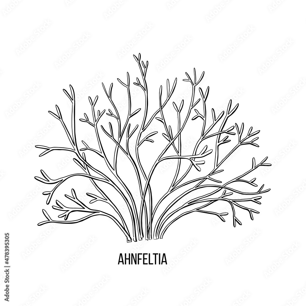 Sketch brown agar ahnfeltia algae on white backdrop. Vector drawing ...