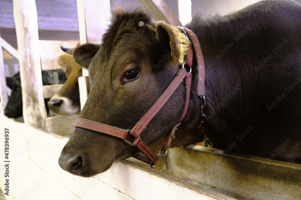 A portrait of a cow with horns in profile is a Jersey breed, a high ...