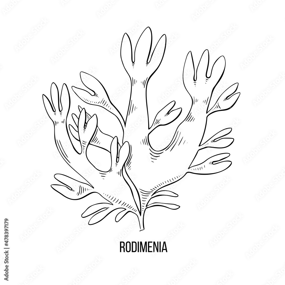Sketch brown algae on white backdrop. Vector drawing illustration. Line ...