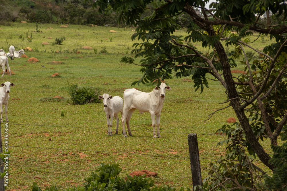 Foto de Paisagem de beira da rodovia no Brasil com algumas vacas ...