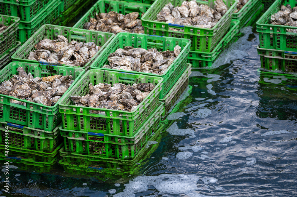 Oysters growing systems, keeping oysters in concrete oyster pits, where they are stored in ...
