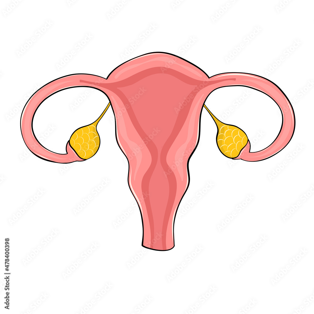 Female reproductive system in cartoon style for medical design Stock ...