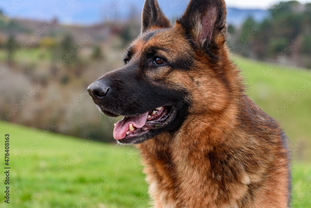 German shepherd profile, looking askance, mouth ajar Stock Photo ...