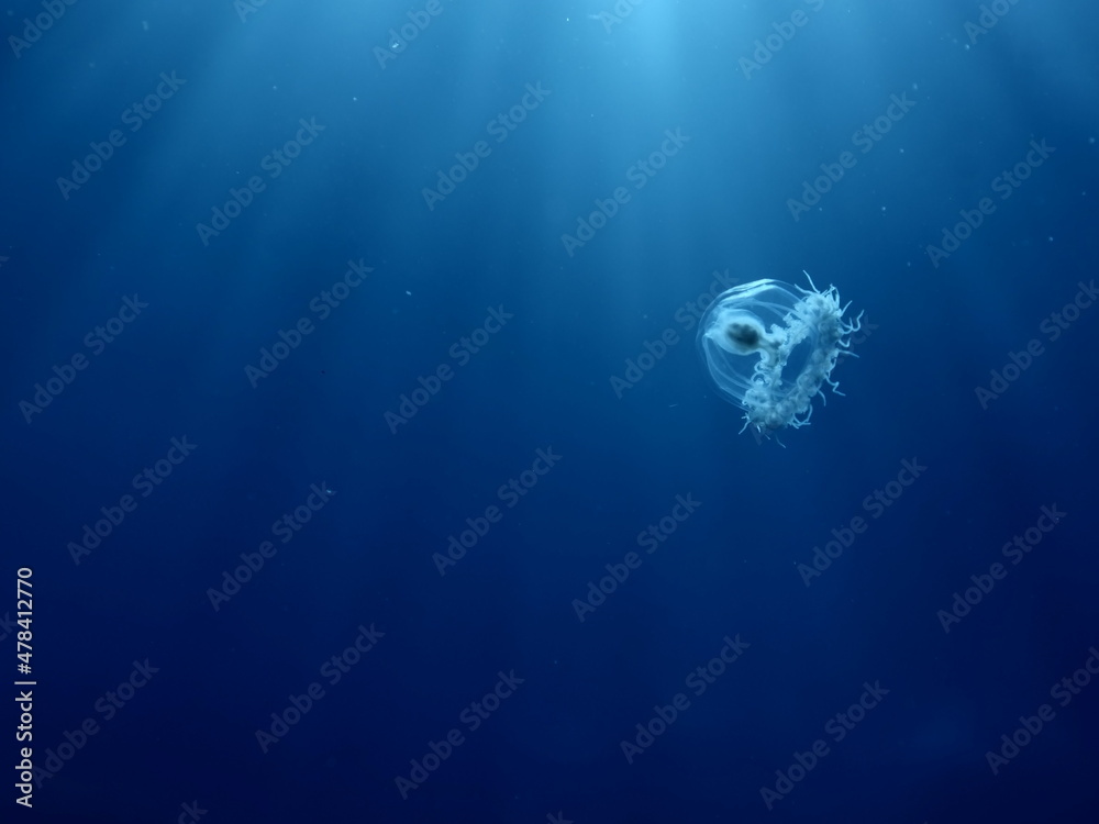 Turritopsis nutricula Turritopsis dohrnii Oceania O. armata immortal ...