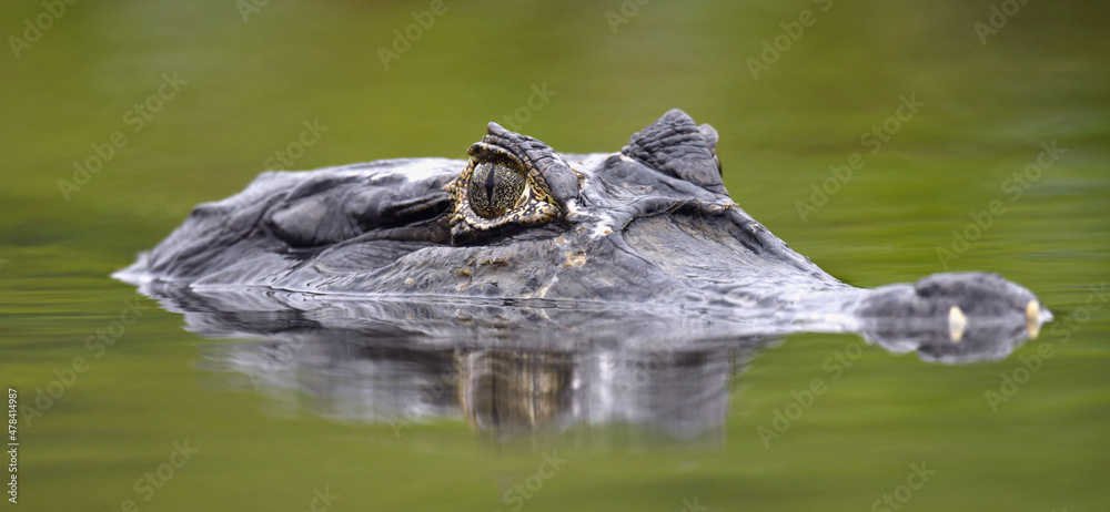 Caiman in the water. The yacare caiman (Caiman yacare), also known ...