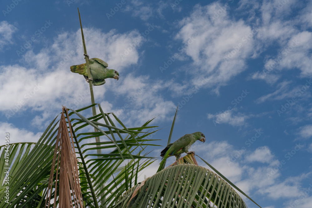 rare species of parrot (Amazona kawalli) Colombian rainforest Stock ...