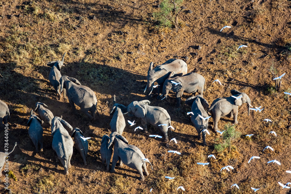 Elephant Herd Migrating Across Maasai Amboseli Park Game Reserve Kenya ...