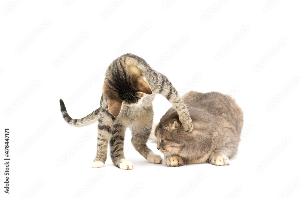 fighting bengal cats in front of white background Stock Photo | Adobe Stock