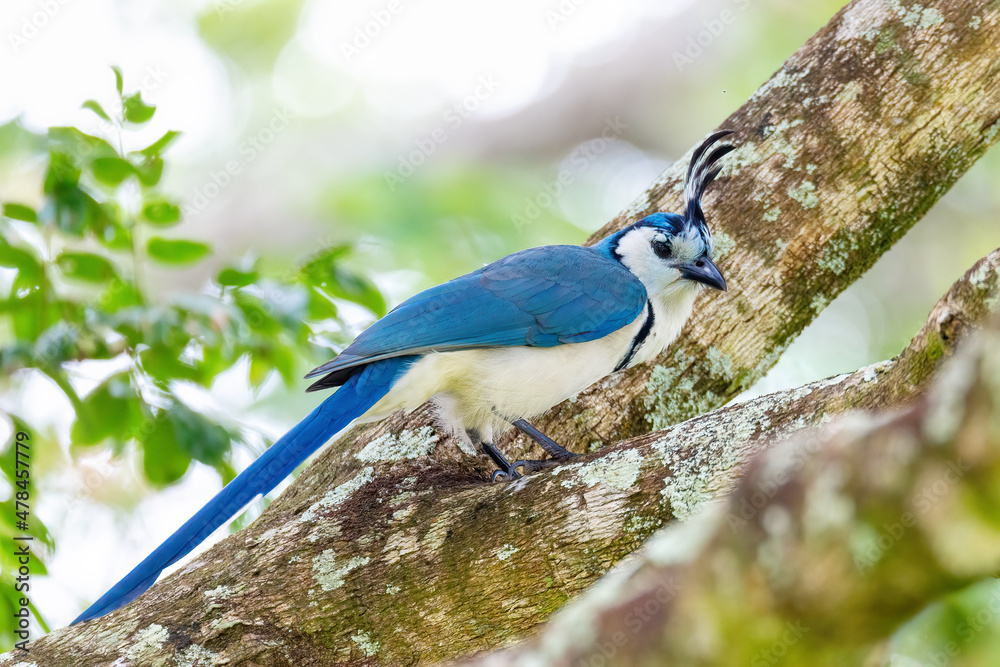 White-throated magpie-jay (Calocitta formosa) sitting on a tree, Rincon ...