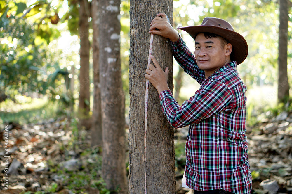 Asian male botanist is measuring trunk of tree to analysis and research ...