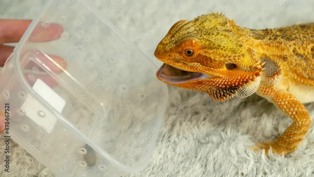 Process of feeding of bearded agama dragon with cockroach at home on ...