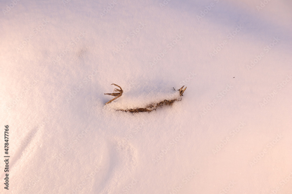 Dead sparrow appears after melting some snow. The bird has failed to ...