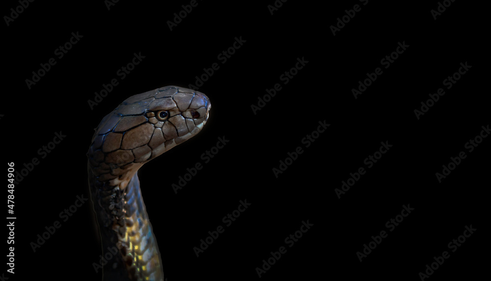 Black King Cobra Snake Wallpaper
