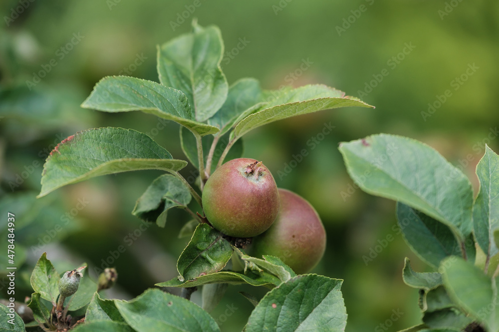 Zwei frische neue Äpfel wachsen zwischen grünen Blättern an einem ...