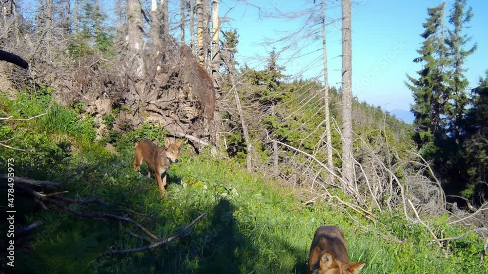 Pair of wolves, canis lupus, walking across a green glade in a forest ...