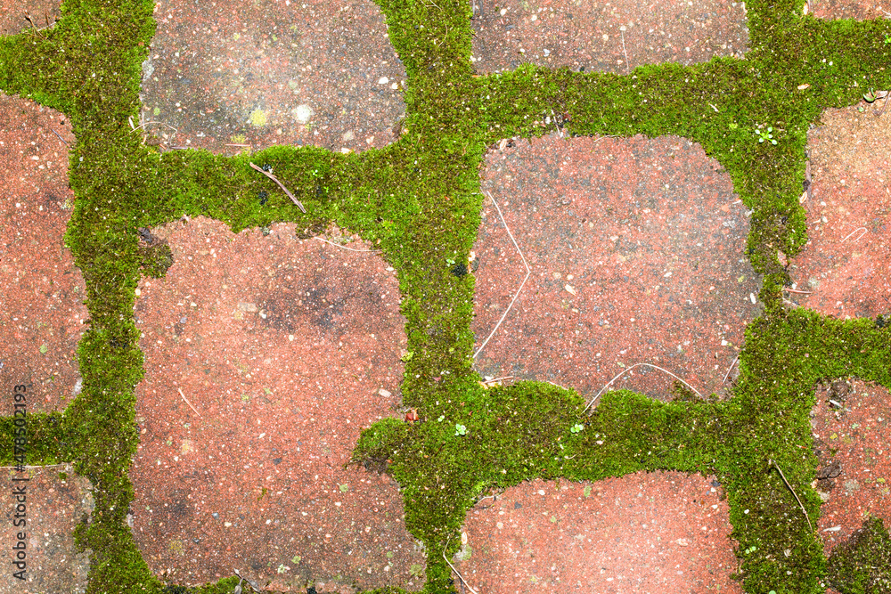 Moss growing in the joints between the paving stones Stock Photo ...