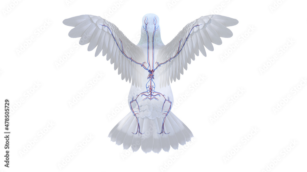 3d rendered illustration of a pigeons anatomy - the vascular system ...