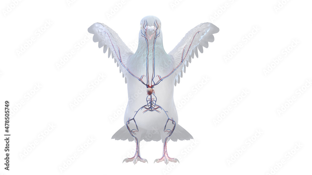 3d rendered illustration of a pigeons anatomy - the vascular system ...