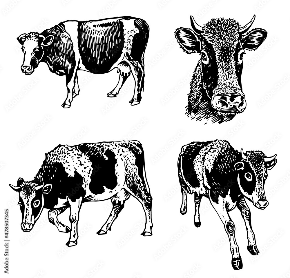 Vector collection of cows on white, cattle farm animal, graphical milky ...
