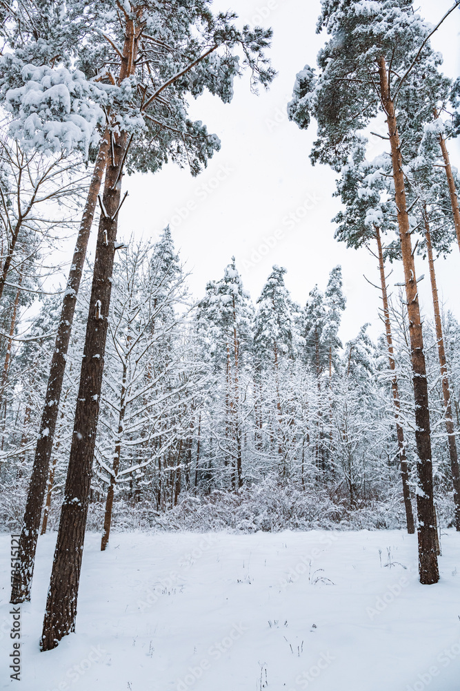 Snowy winter forest. Nature landscape with tall fir and pine trees ...