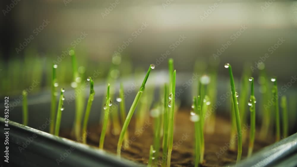 Video „sprouted corn seeds. close-up. laboratory container with corn ...