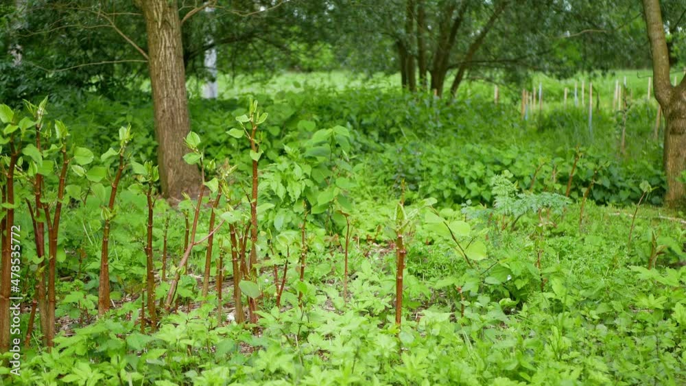Knotweed Japanese, invasive expansive species of dangerous plants leaf ...
