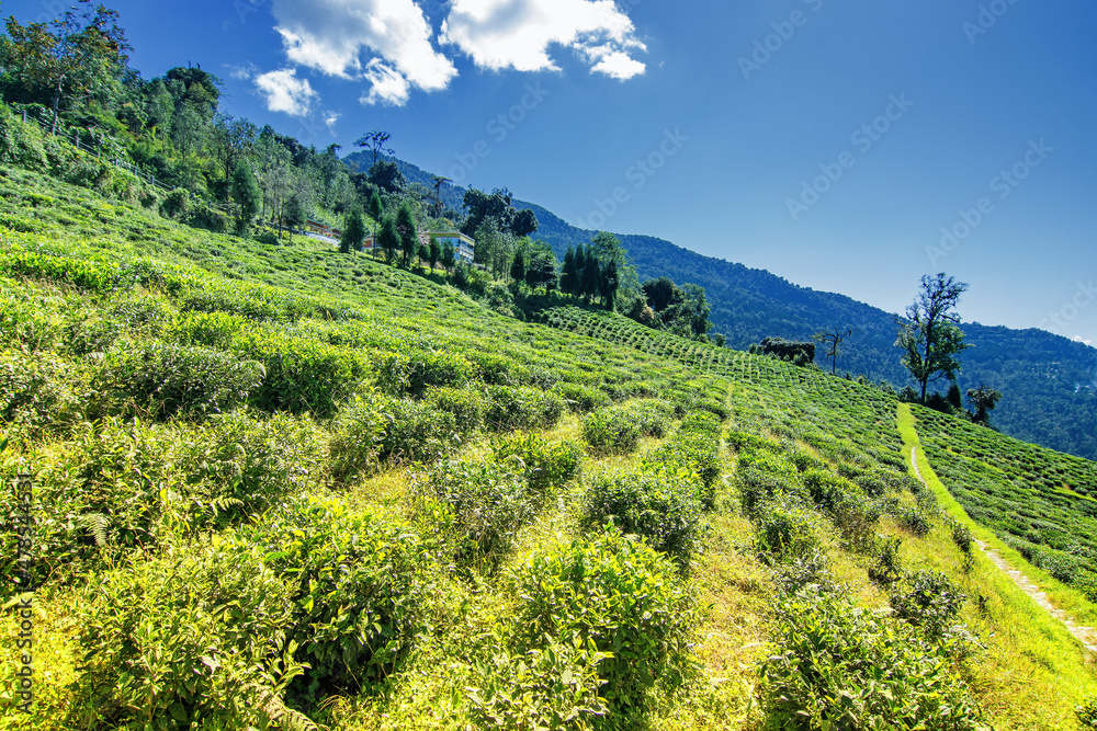 Temi tea garden of Ravangla, Sikkim, beautiful vast tea planatation on ...