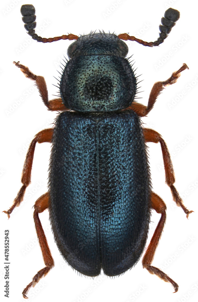 Cleridae