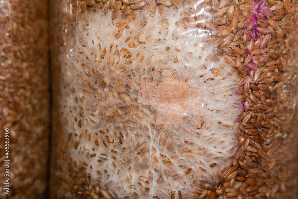 growing medicinal mushrooms. Mycelium of mushroom culture. Grow Stock ...