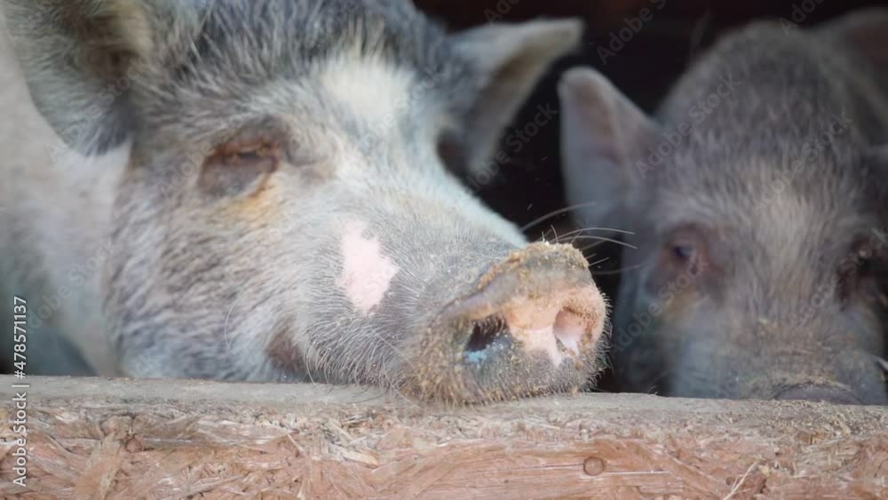 cute gray pig in barn on farm. Dirty pigs in the pen. Pig. Rural area ...
