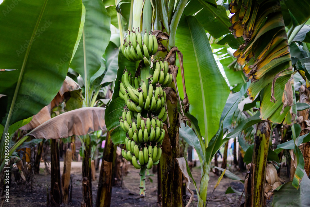 Banana plantation. Industrial cultivation of bananas Stock Photo ...