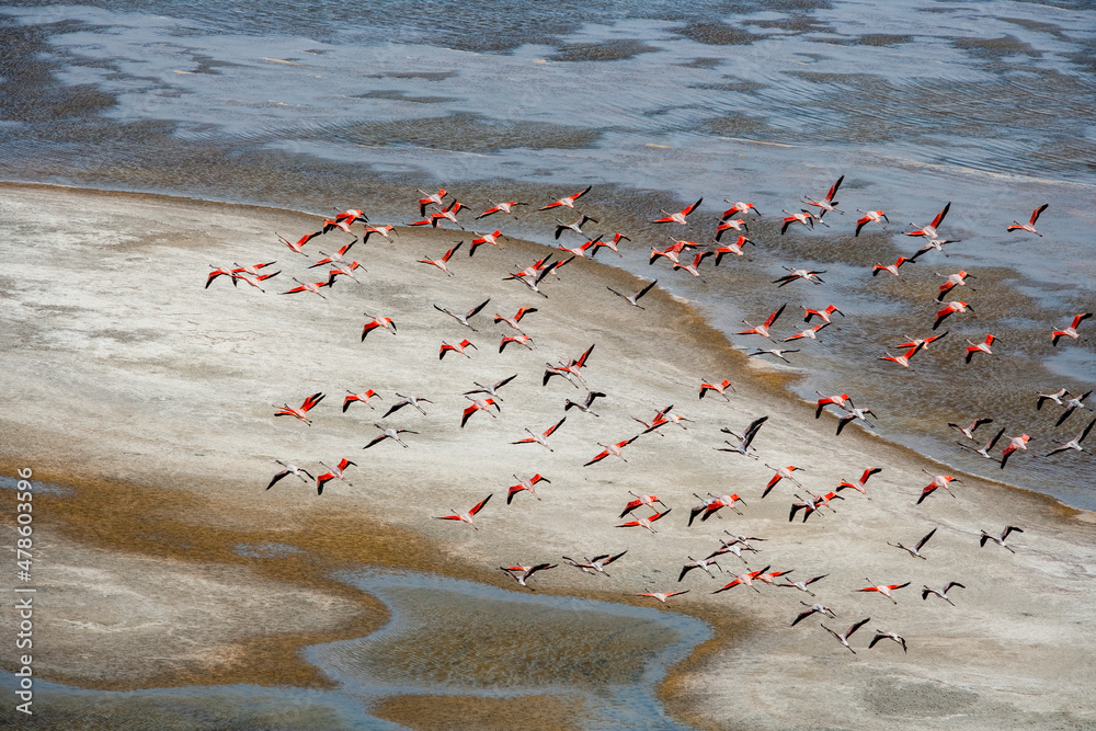 South American Flamingo Sechura Desert Lambayeke District Peru Stock ...
