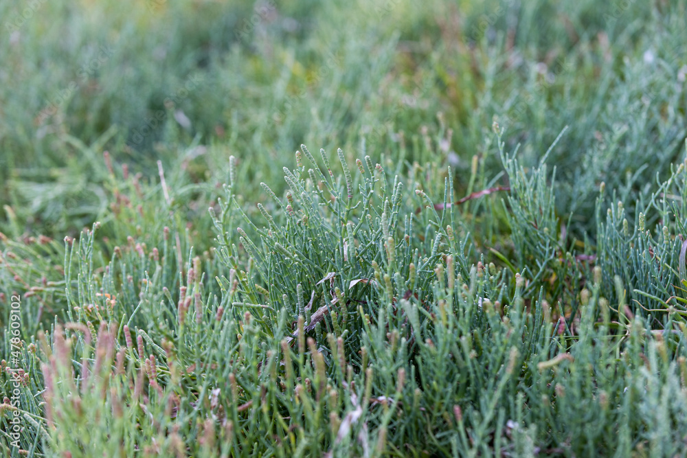 Sea asparagus, or salicornia, also known as sea beans, pickle weed ...