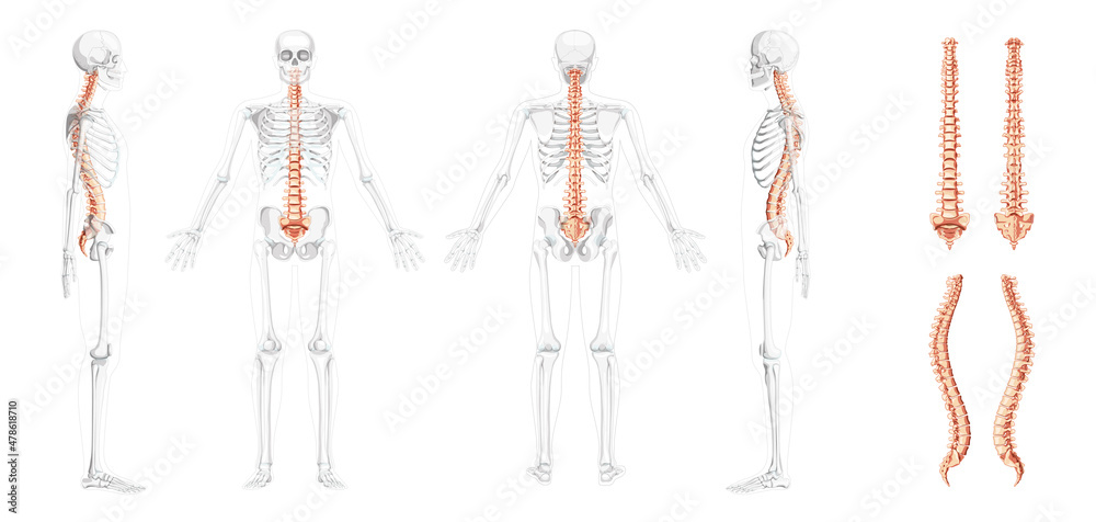 Human vertebral column front back side view with partly transparent ...