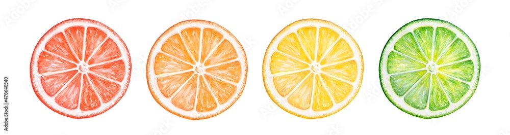 Water color illustration of different citrus fruit slices. Hand painted ...