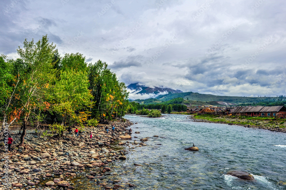 Birch forest and river scenery in Hemu village, Xinjiang, China Stock ...