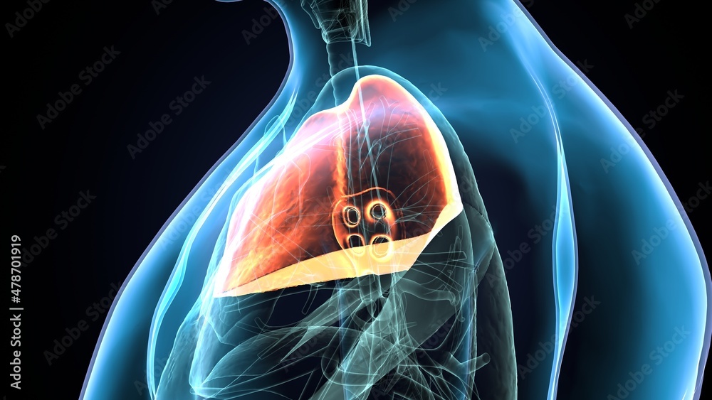 3d render of human lungs structure and function anatomy Stock ...