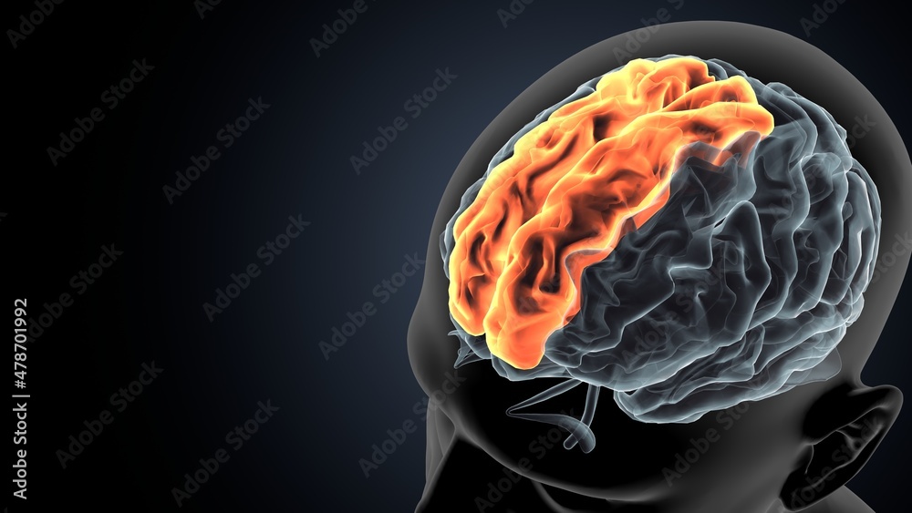 3d illustration of human brain Brain cingulate gyrus Anatomy Stock ...