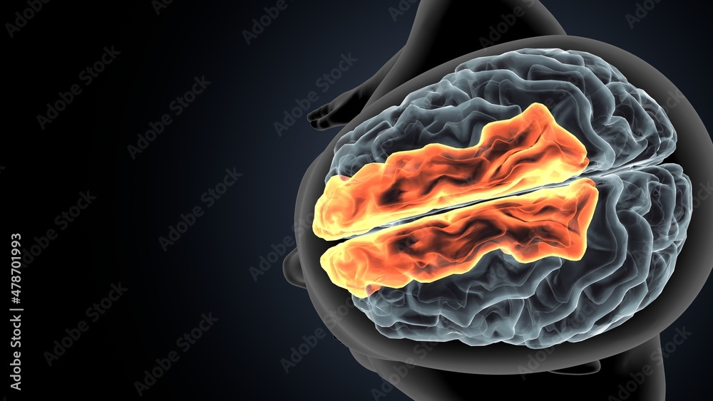3d illustration of human brain Brain cingulate gyrus Anatomy Stock ...
