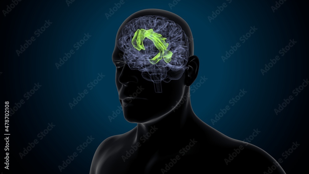 3d illustration of human brain superior frontal gurus Anatomy. Stock ...