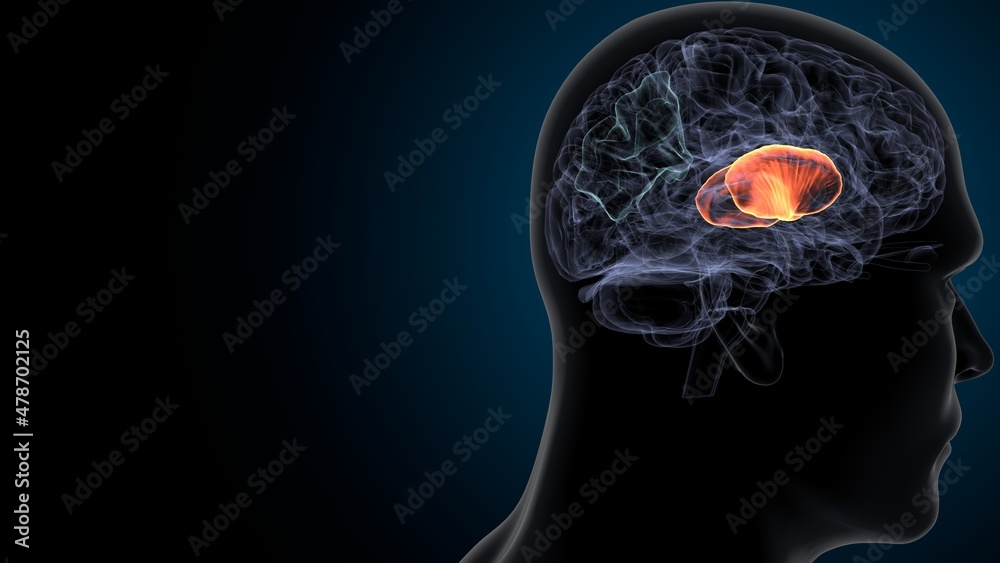 3d illustration of human brain internal capsule anatomy. Stock ...
