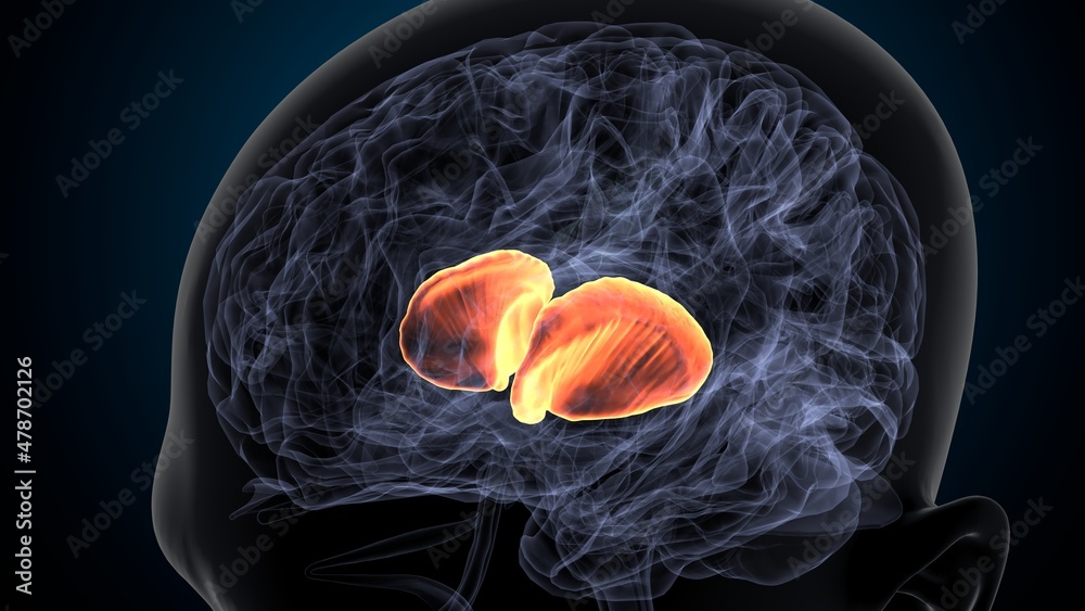 3d illustration of human brain internal capsule anatomy. Stock ...