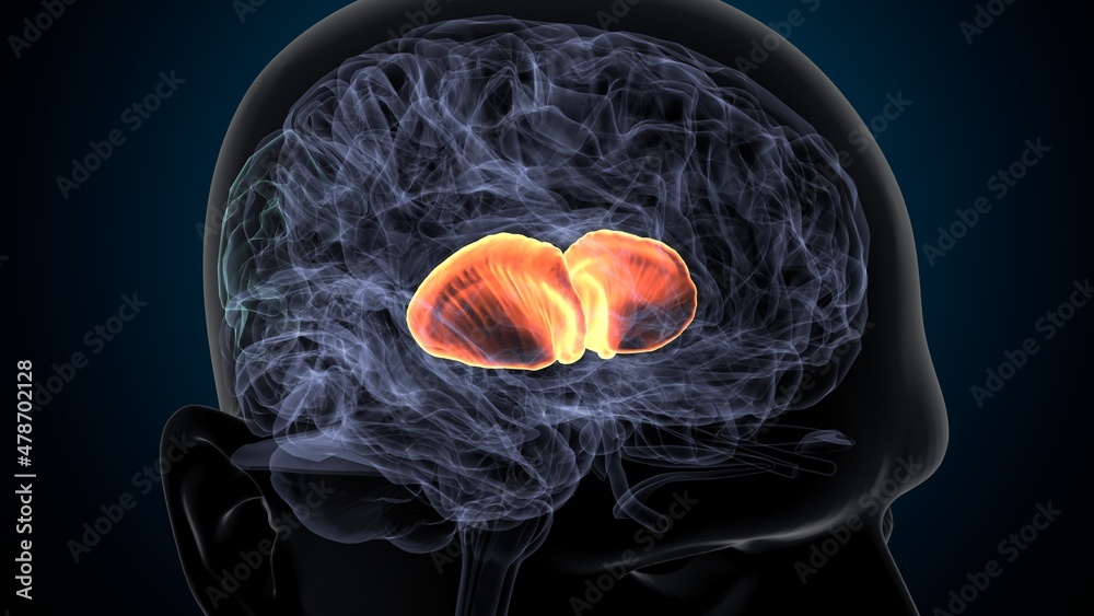 Póster 3d illustration of human brain internal capsule anatomy ...