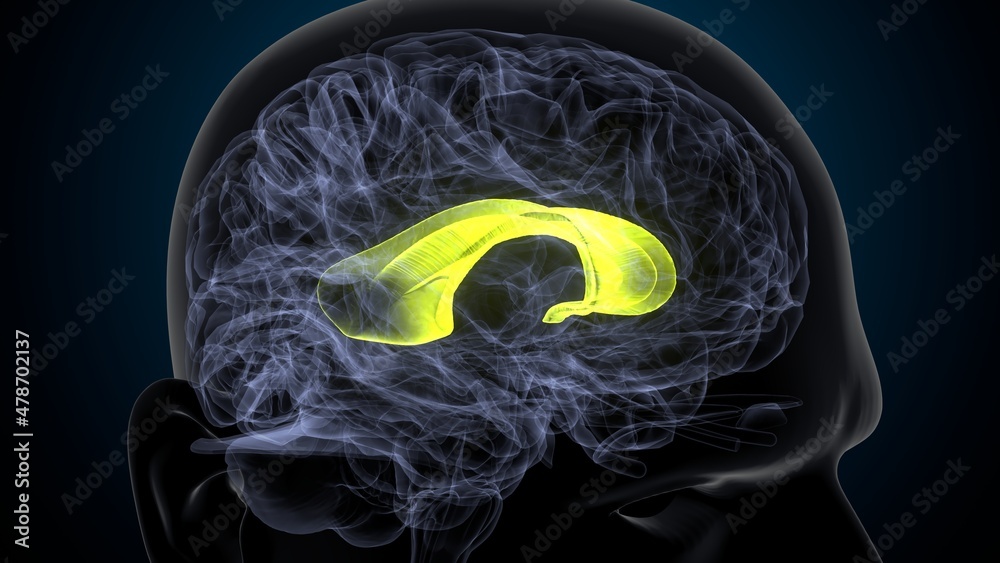 3d illustration of human brain corpus callosum anatomy. Stock ...